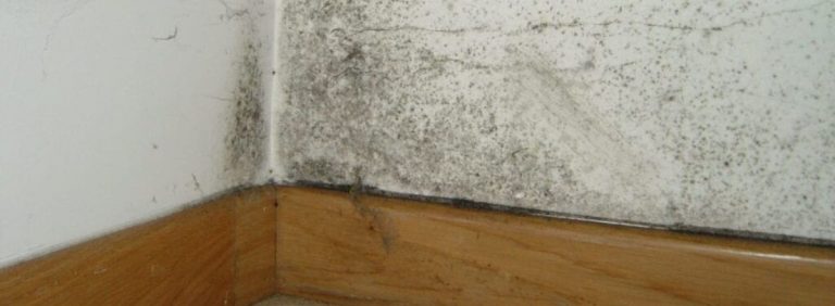 Mould Spores: How to remove it from the air - RSH UK