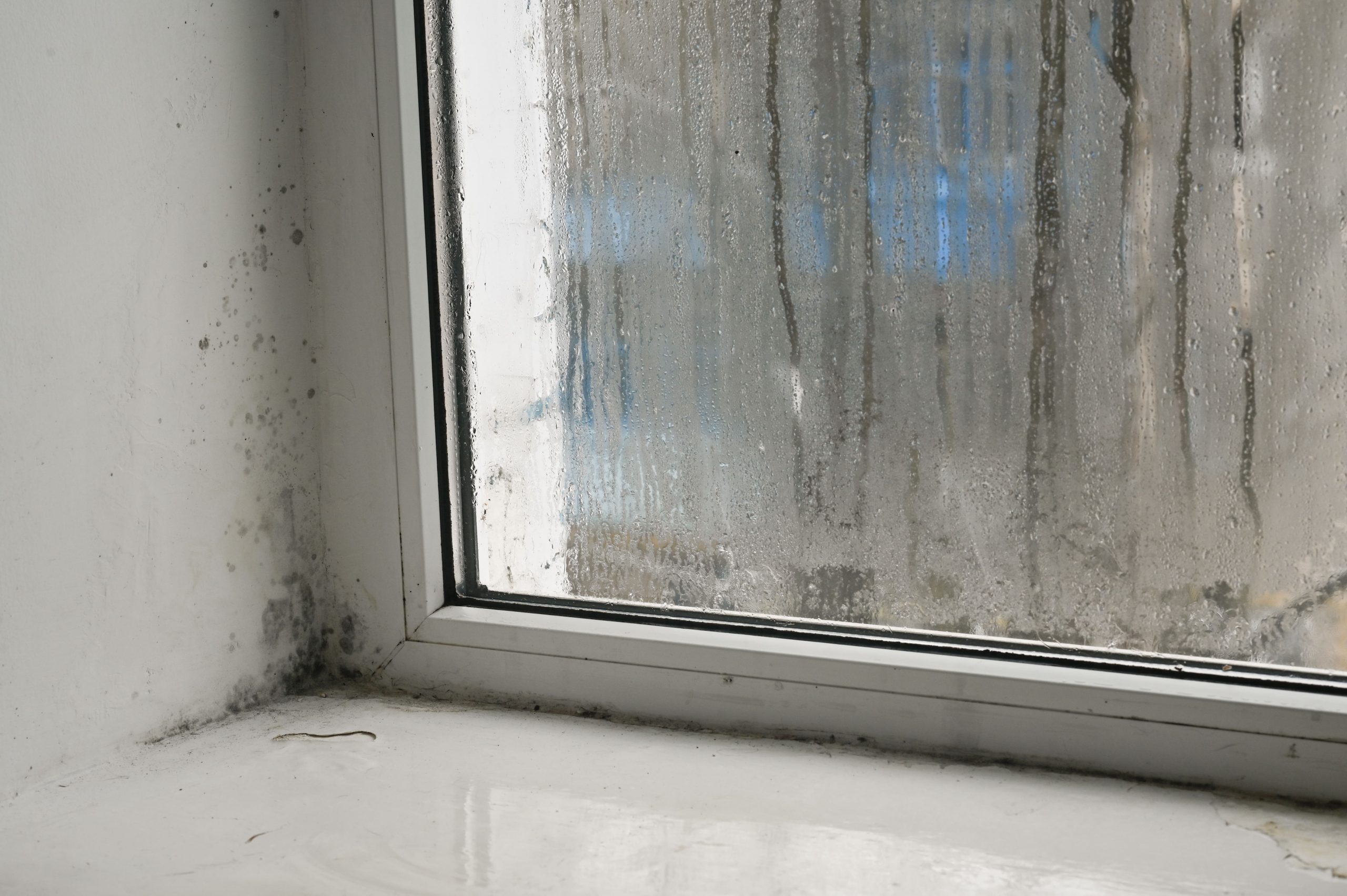 Mould Spores: How to remove it from the air - RSH UK