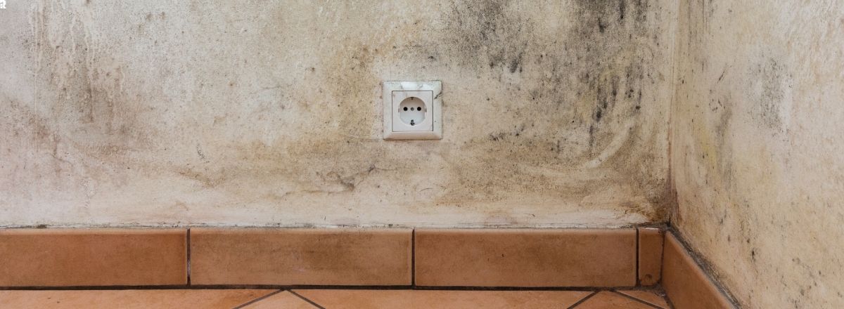 Safe Black Mould Removal Guide | Rentokil Hygiene